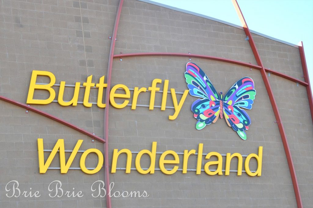 Butterfly Wonderland {Arizona Family Fun} - Brie Brie Blooms