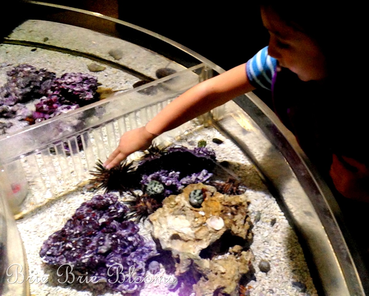 LEGOLAND® California Resort SEA LIFE™ Aquarium - Brie Brie Blooms