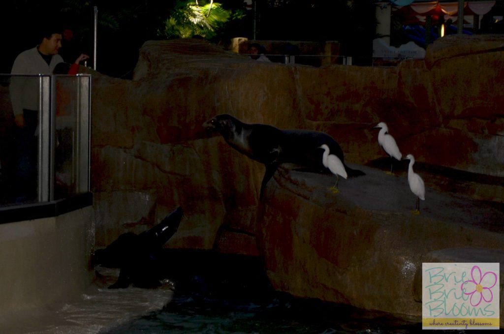 Snow, shows, and family fun at SeaWorld® San Diego's Christmas ...