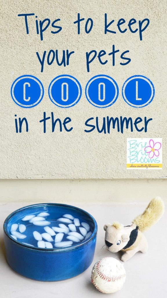 Tips To Keep Your Pets Cool In The Summer Brie Brie Blooms