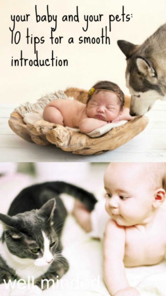 10 Tips to help introduce your baby to your pet - Brie Brie Blooms