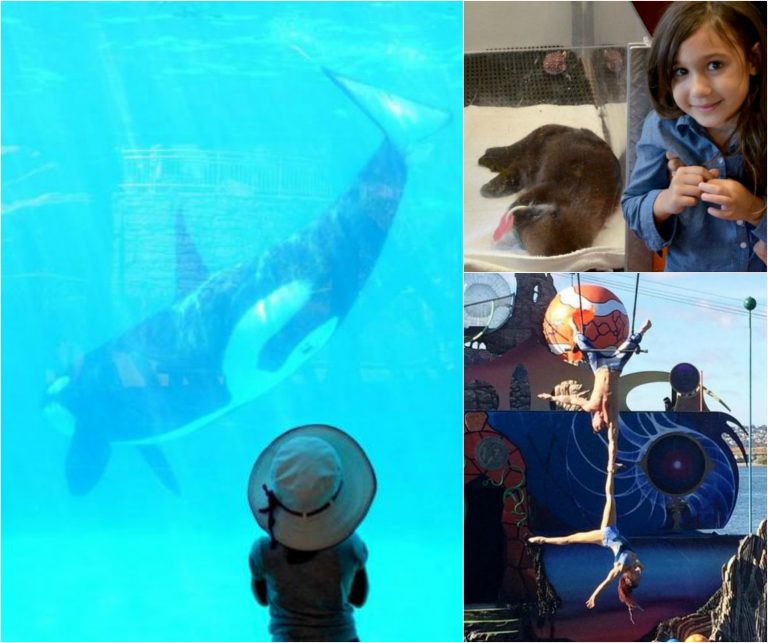 Tips for visiting SeaWorld with young children - Brie Brie Blooms