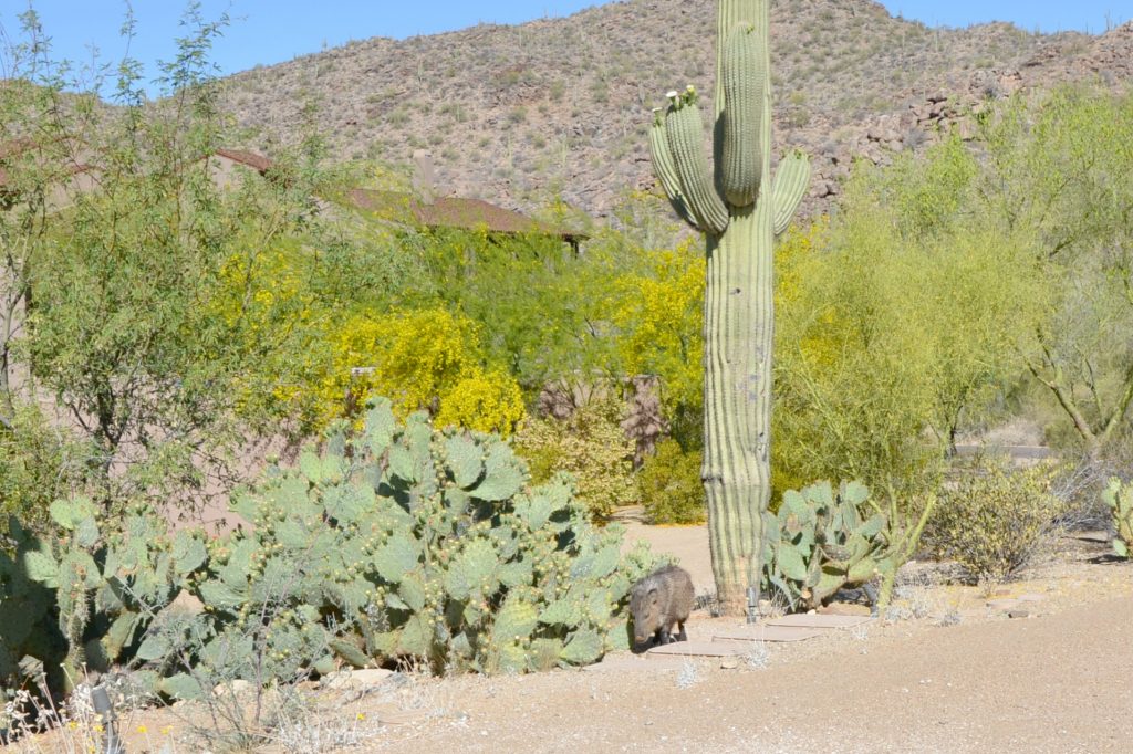 10 Ways to Enjoy Fall in the Desert - Brie Brie Blooms