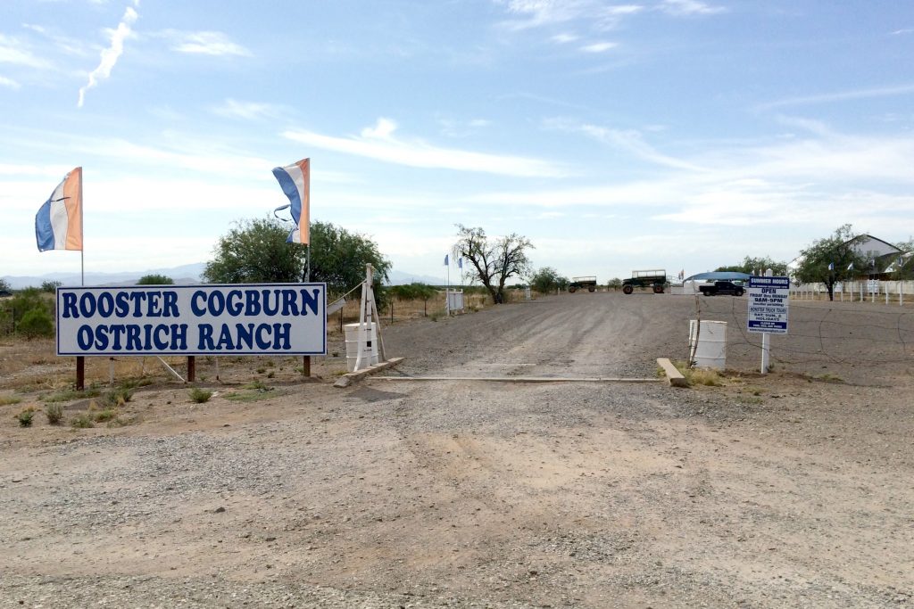 Rooster Cogburn Ostrich Ranch Arizona roadside attraction - Brie Brie ...