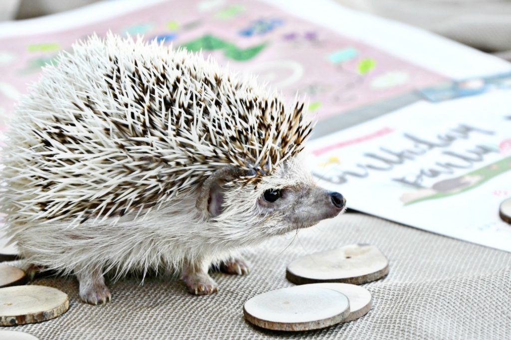 20+ Hedgehog Party Ideas - Brie Brie Blooms