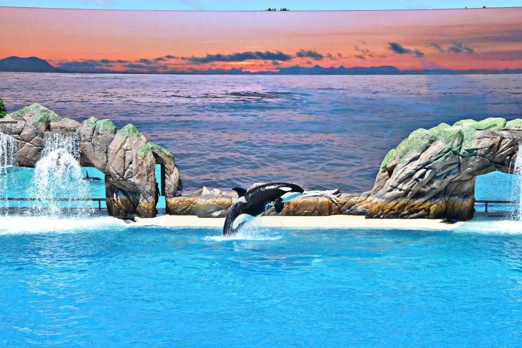 SeaWorld Orca Encounter | Stunning Educational Presentation - Brie Brie ...