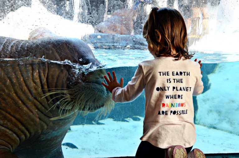 SeaWorld Holiday | 10 Things to do at SeaWorld San Diego - Brie Brie Blooms