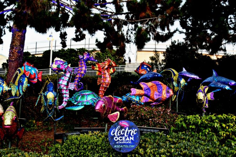 Summer Nights at SeaWorld San Diego Electric Ocean - Brie Brie Blooms
